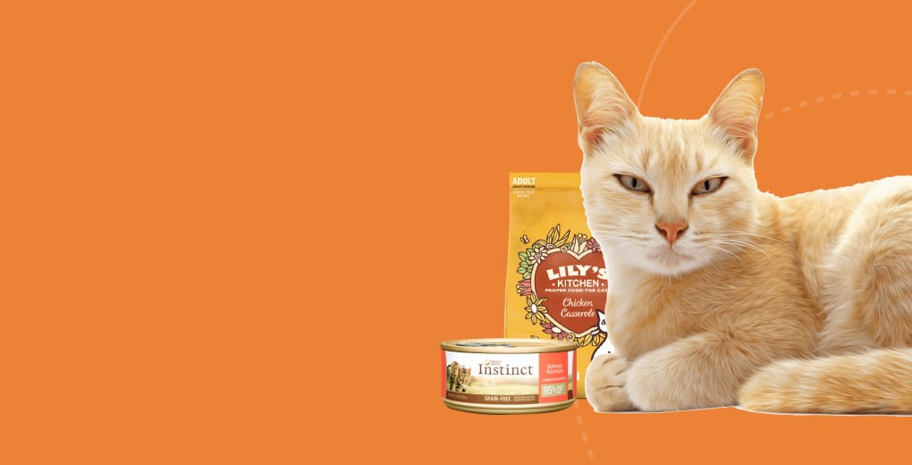 אוכל לחתולים מומלץ: מה כדאי לדעת כדי לשמור על בריאות החתול שלך? 🐱🍽️ ...